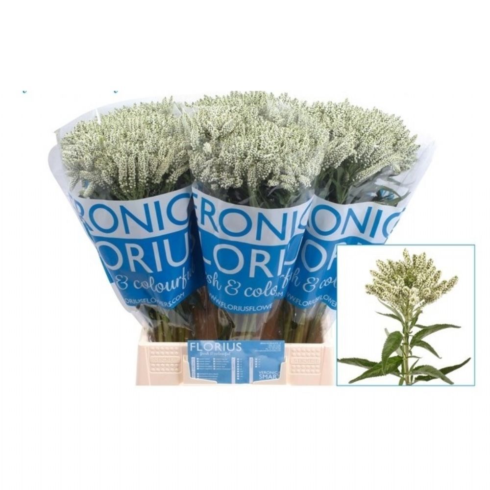 İthal Veronica Smart Wave (20dal-40cm) | İthal Veronica | İthal Kesme ...